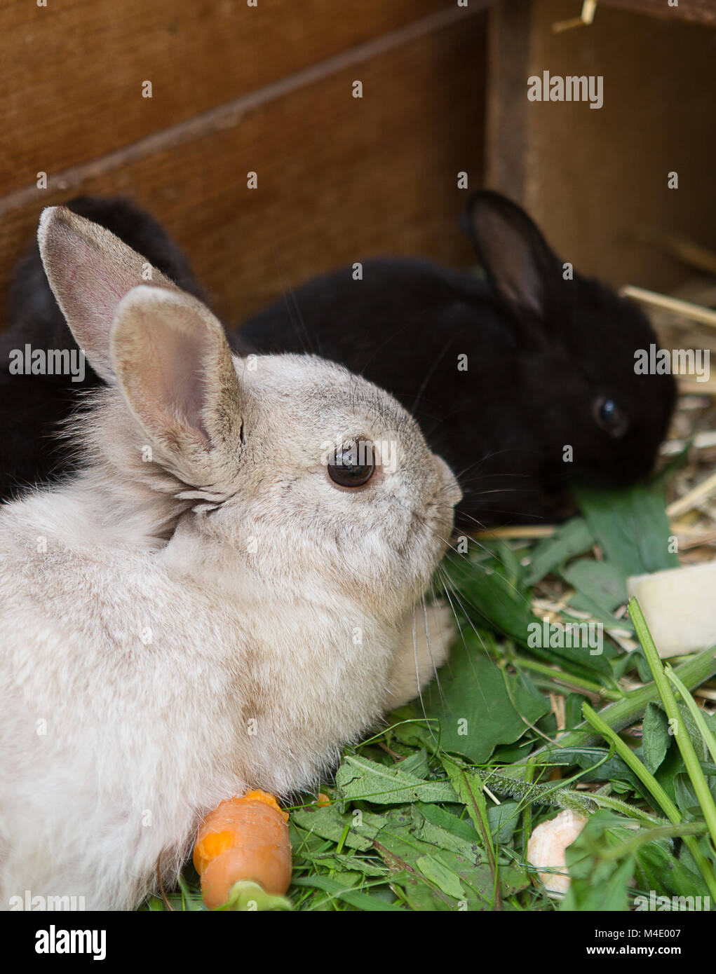 Rabbits are long hi-res stock photography and images - Alamy