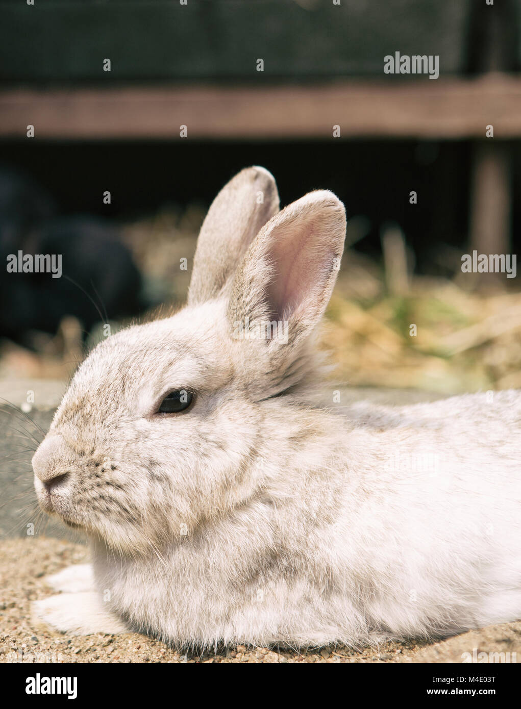 Rabbit chilling hi-res stock photography and images - Alamy