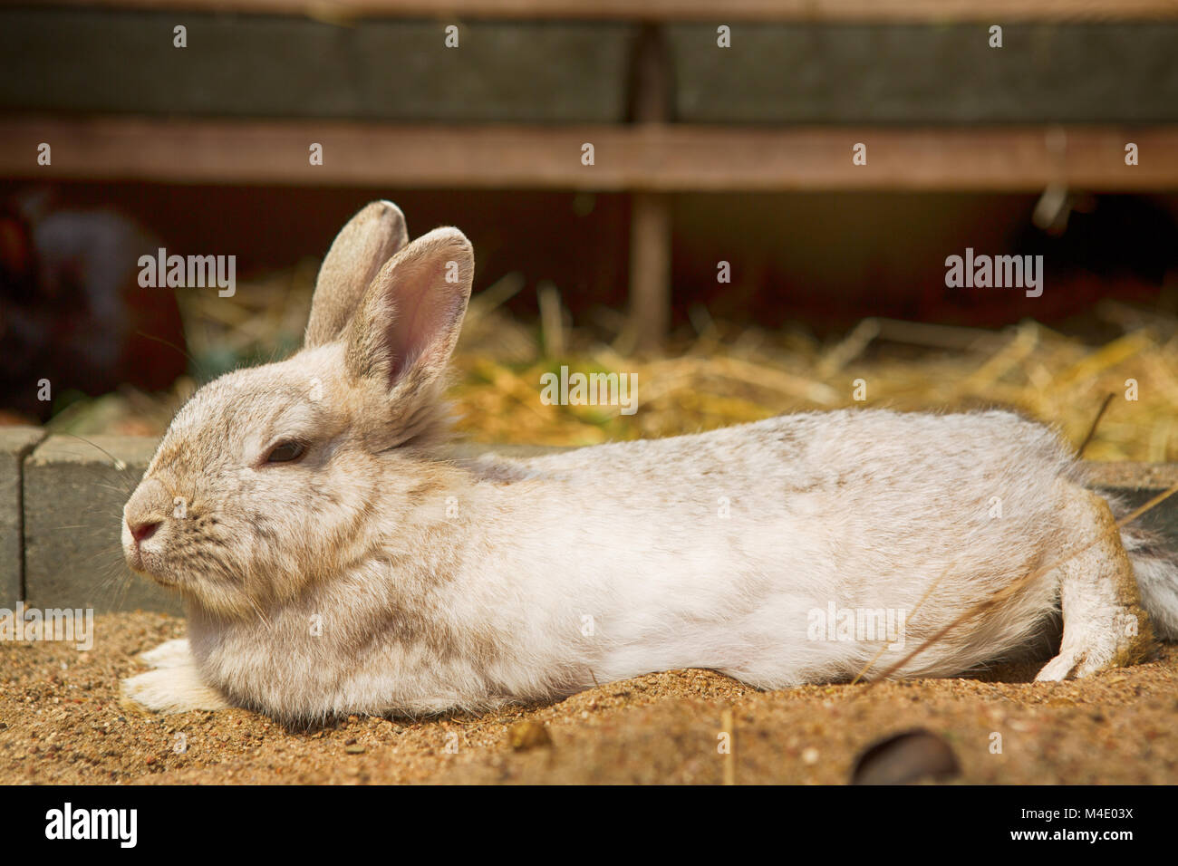Very relaxed rabbit hi-res stock photography and images - Alamy