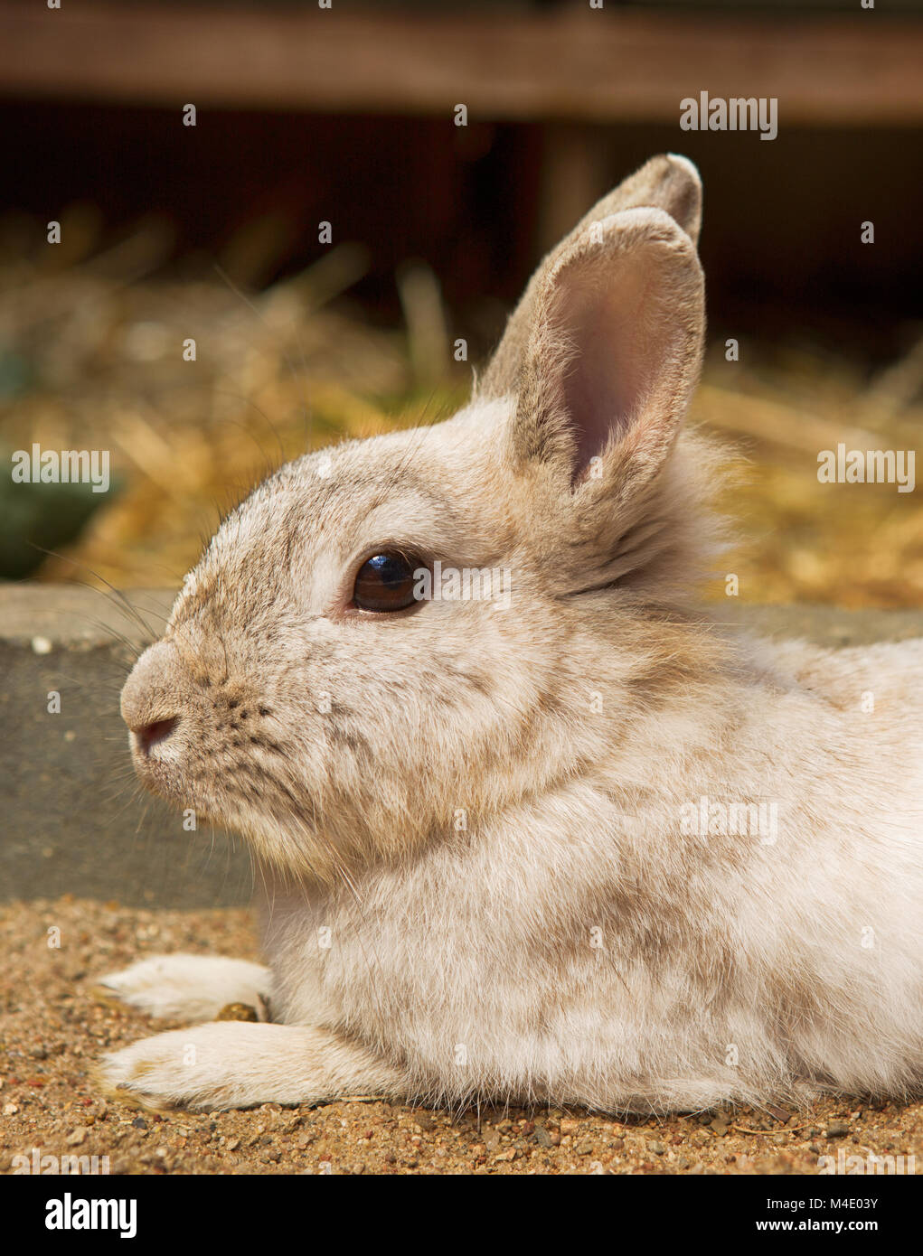 Rabbit cage lay hi-res stock photography and images - Alamy
