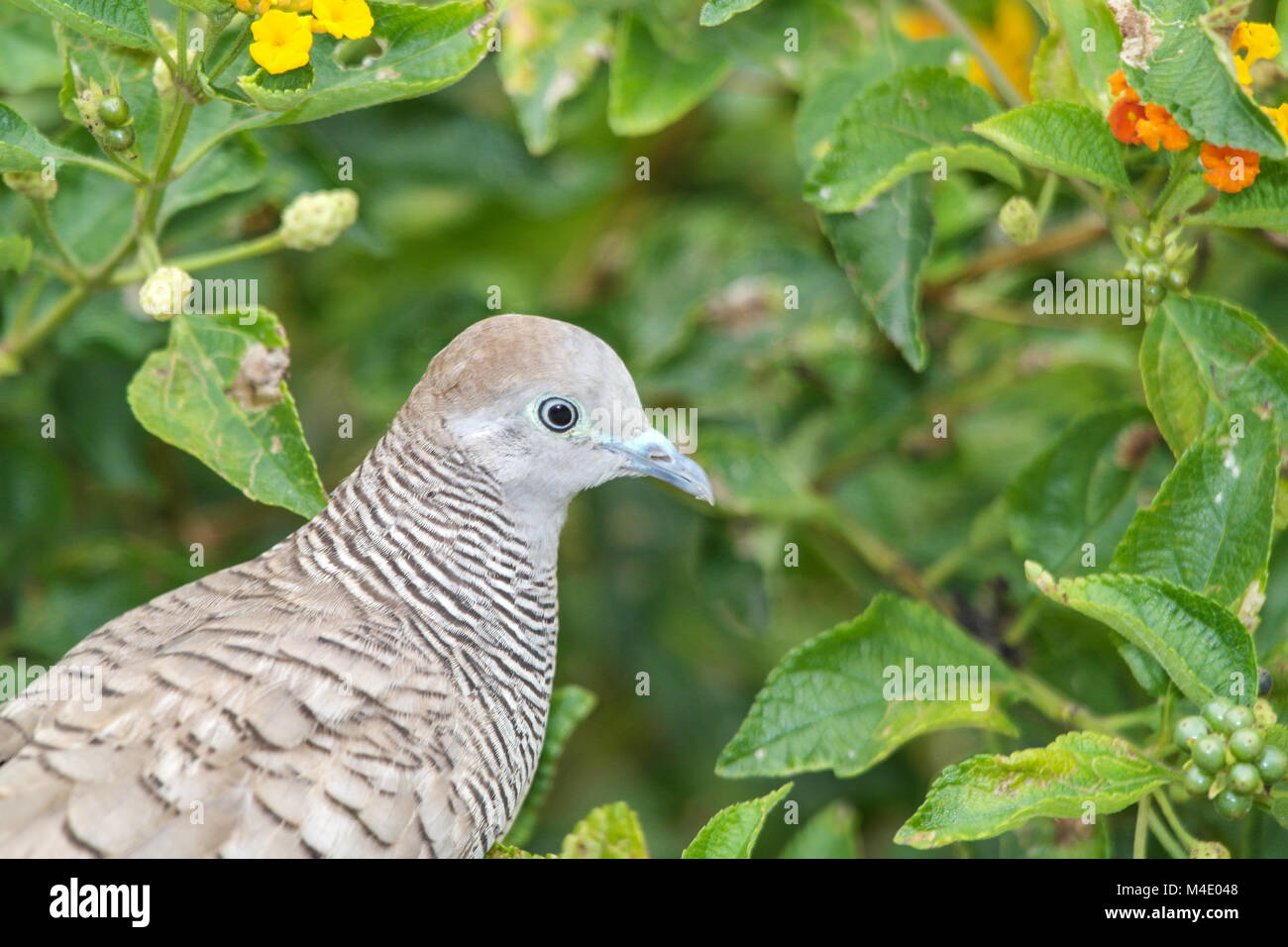 Columbidae High Resolution Stock Photography and Images - Alamy