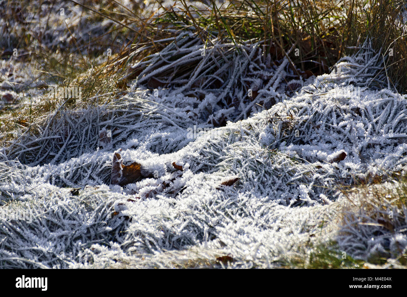ice crystals on blades of grass Stock Photo - Alamy