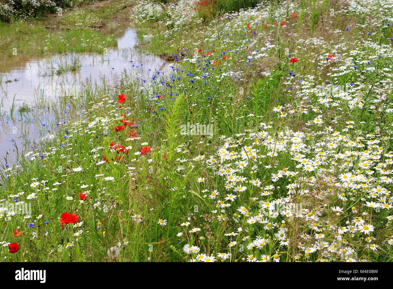 Wildflowers grasses meadow hi-res stock photography and images - Alamy