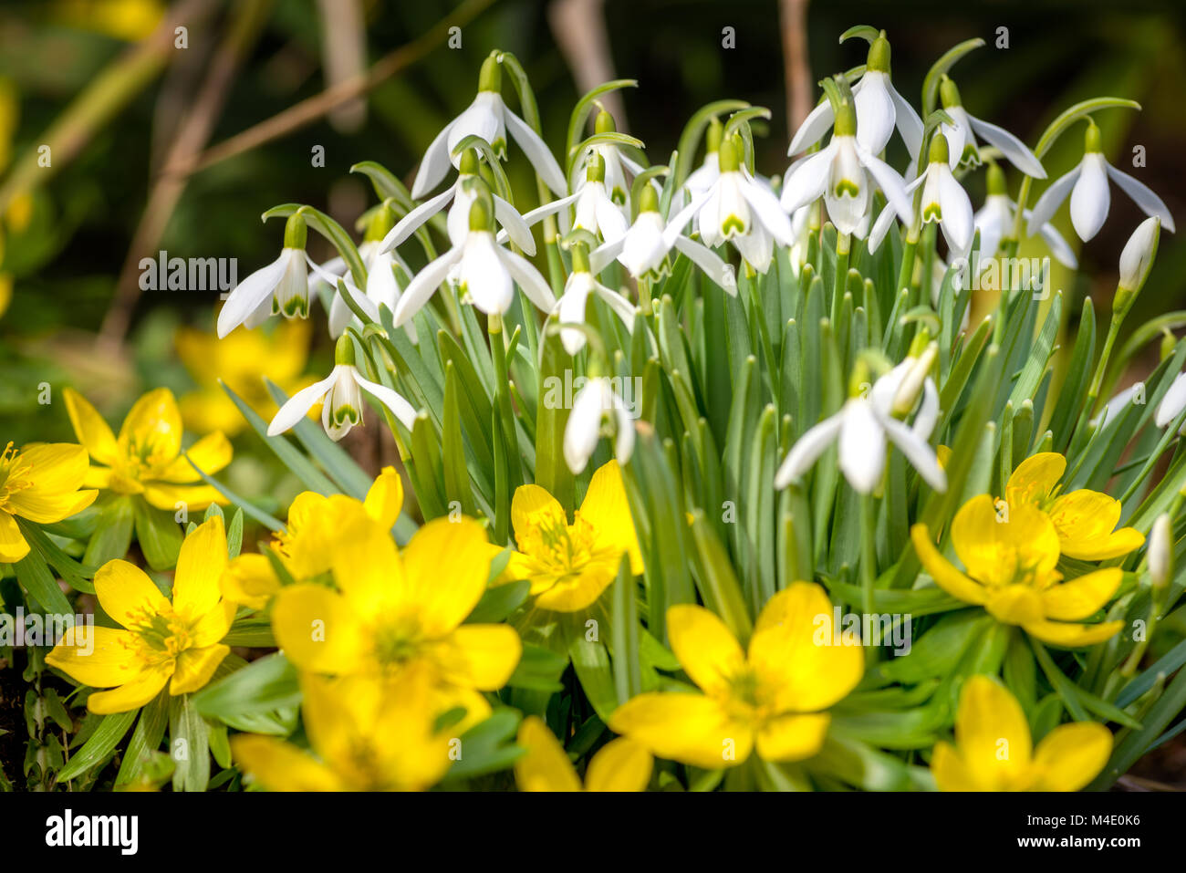 Snowbell hi-res stock photography and images - Alamy