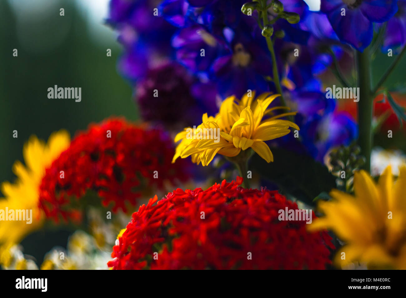 a colorful bouquet of bright spring flowers of various types, close-up ...