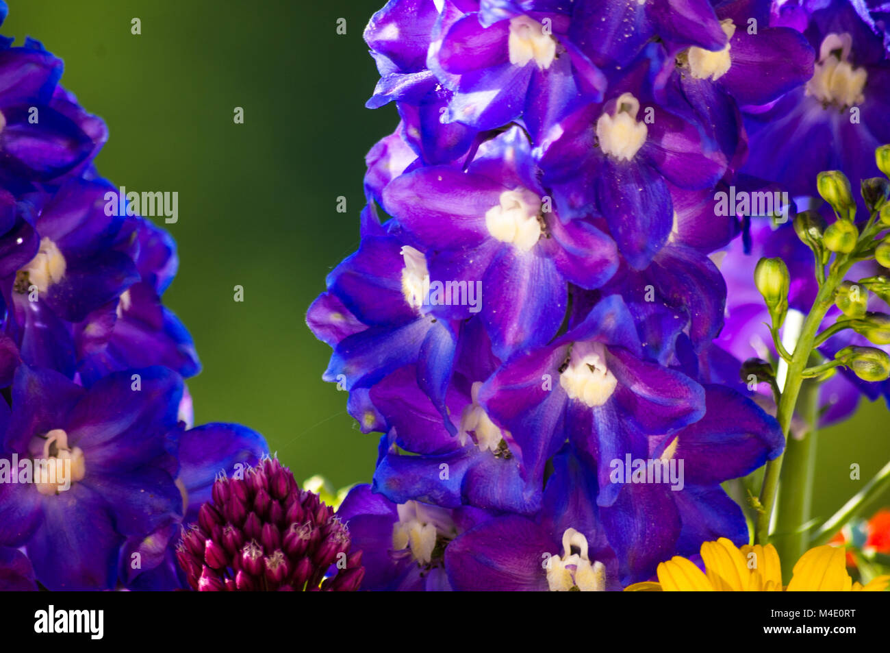 a colorful bouquet of bright spring flowers of various types, close-up ...