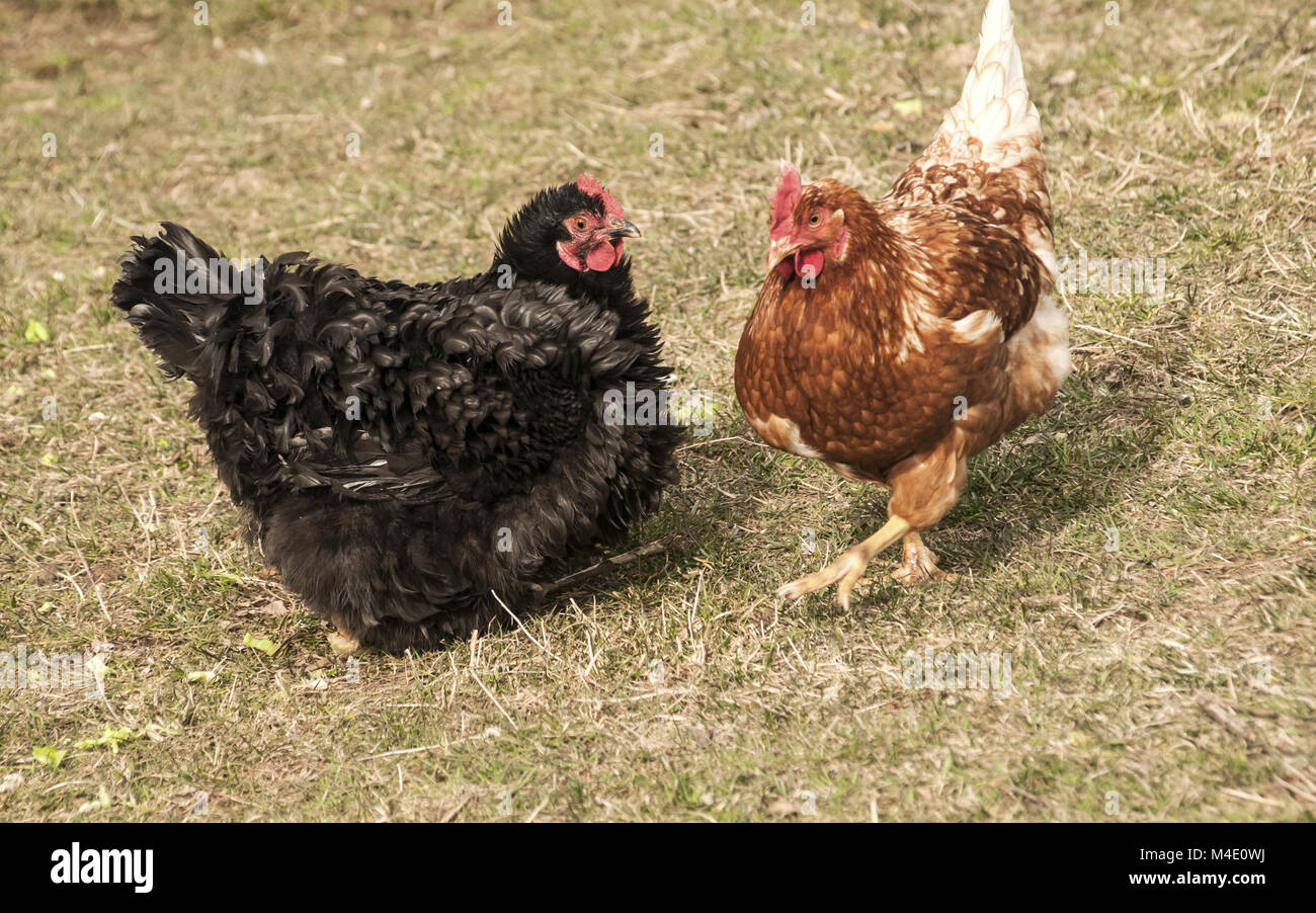 Hens on meadow Stock Photo - Alamy