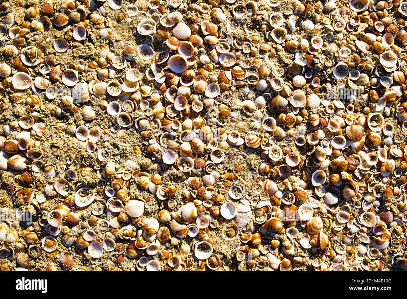 Mediterranean sea shells hi-res stock photography and images - Alamy