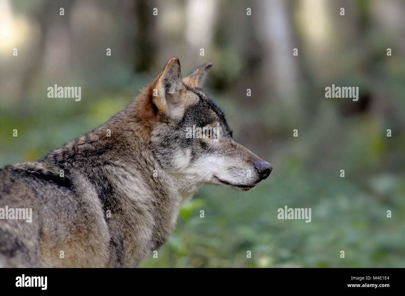 Black and gray wolf hi-res stock photography and images - Alamy