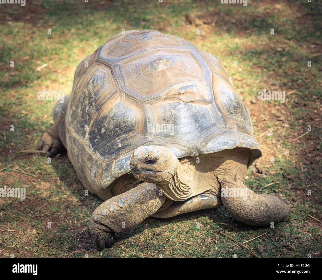 Aldabra giant tortoise Stock Photo - Alamy