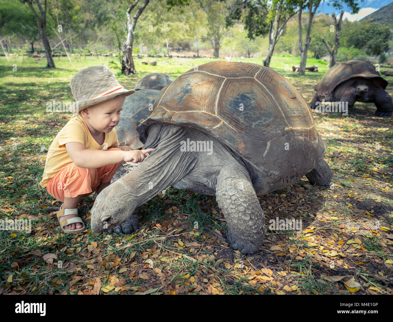 Aldabra giant tortoise and child Stock Photo - Alamy