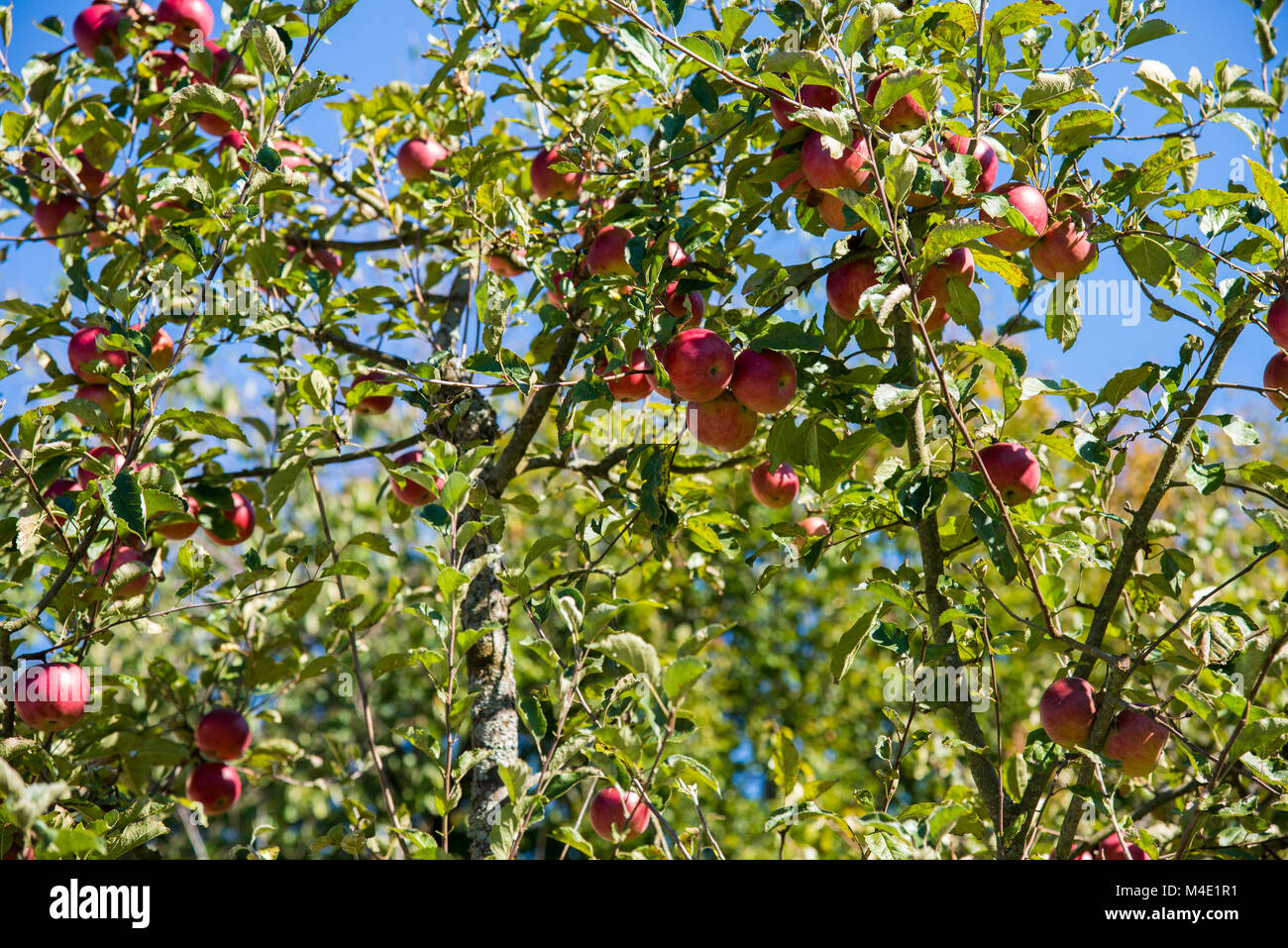 Apples on an autumn tree hi-res stock photography and images - Alamy