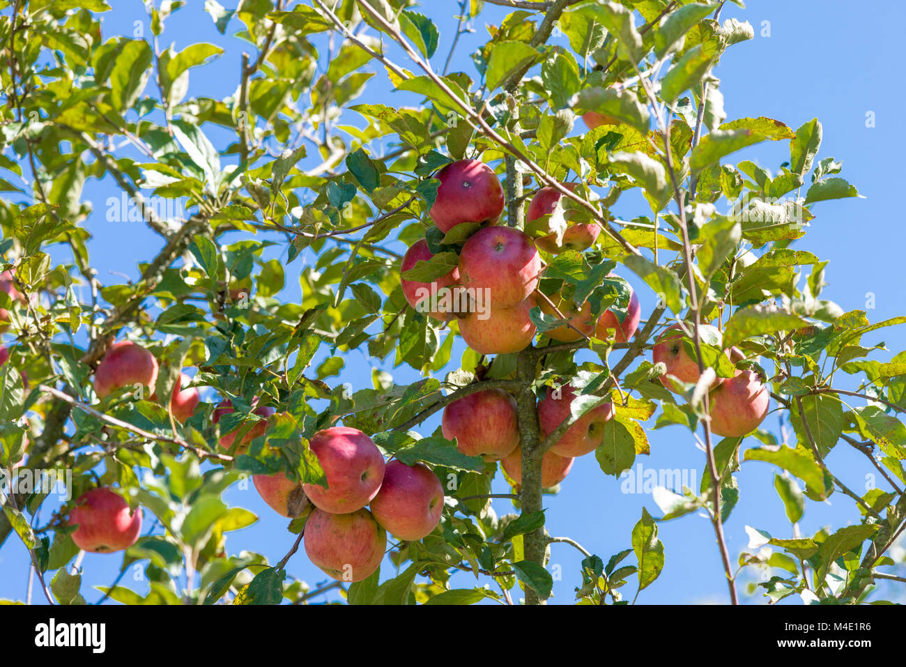 Apples on an autumn tree hi-res stock photography and images - Alamy