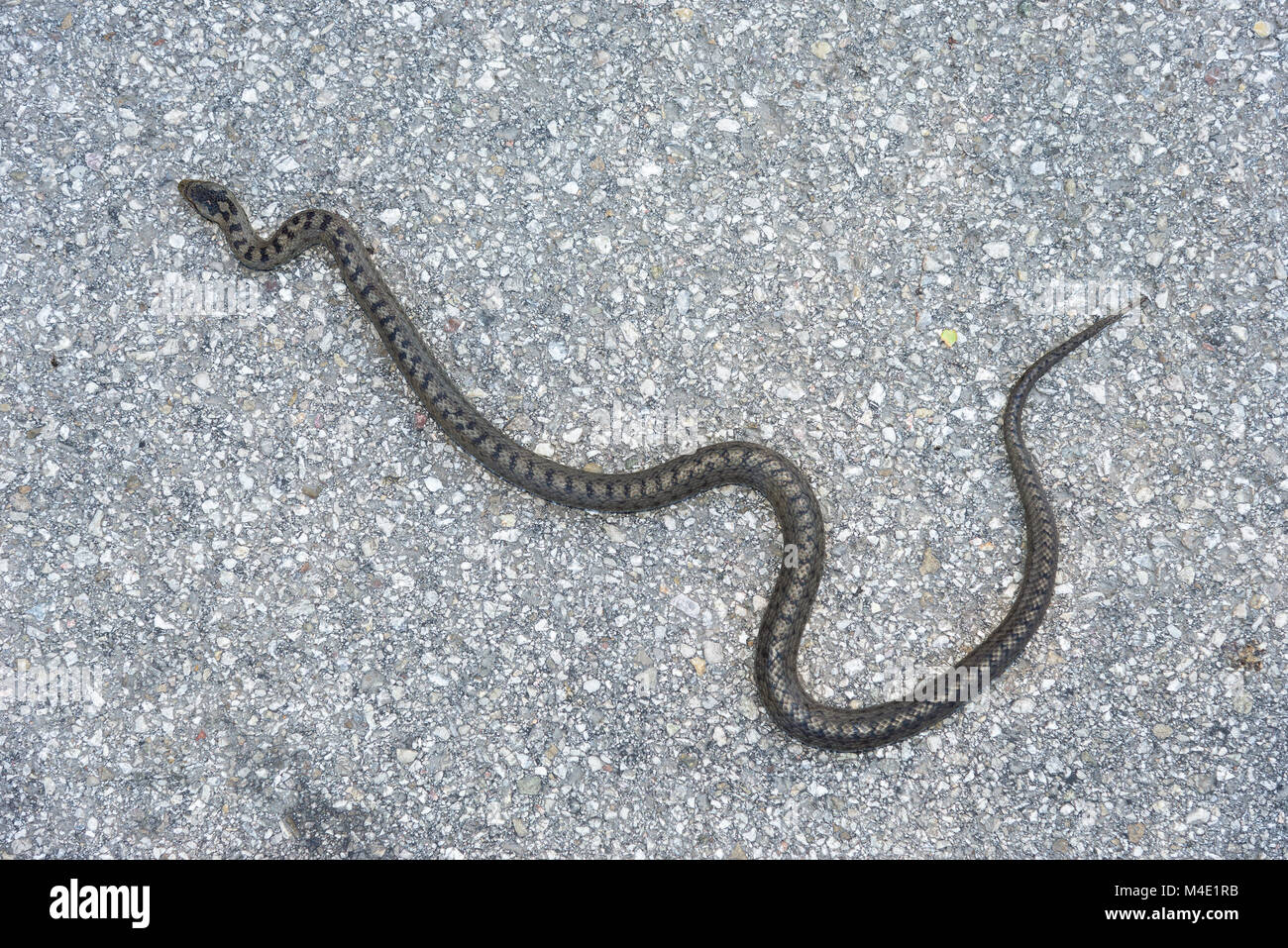 Snake on the street Stock Photo - Alamy