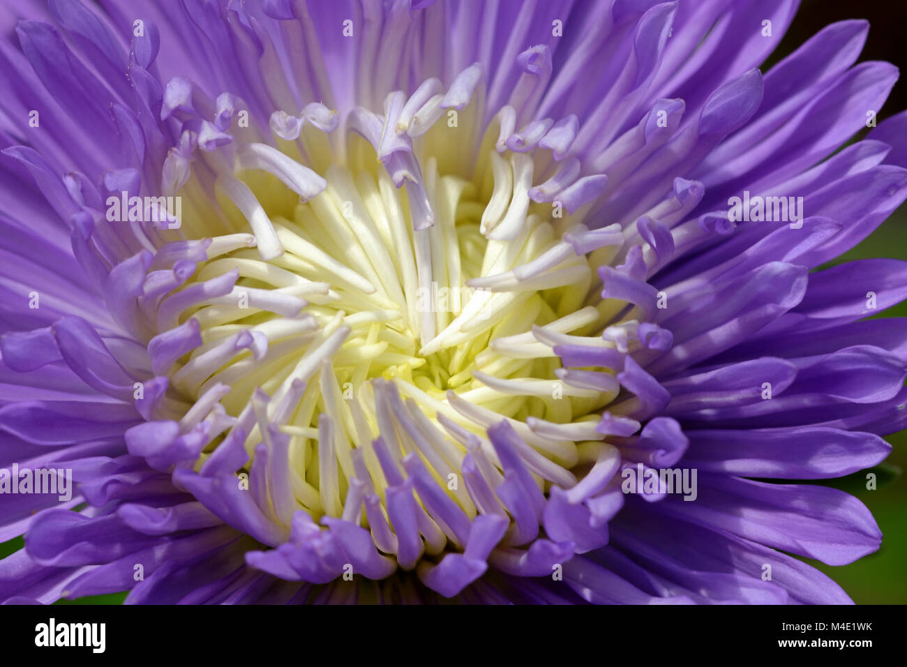 China Aster High Resolution Stock Photography and Images - Alamy