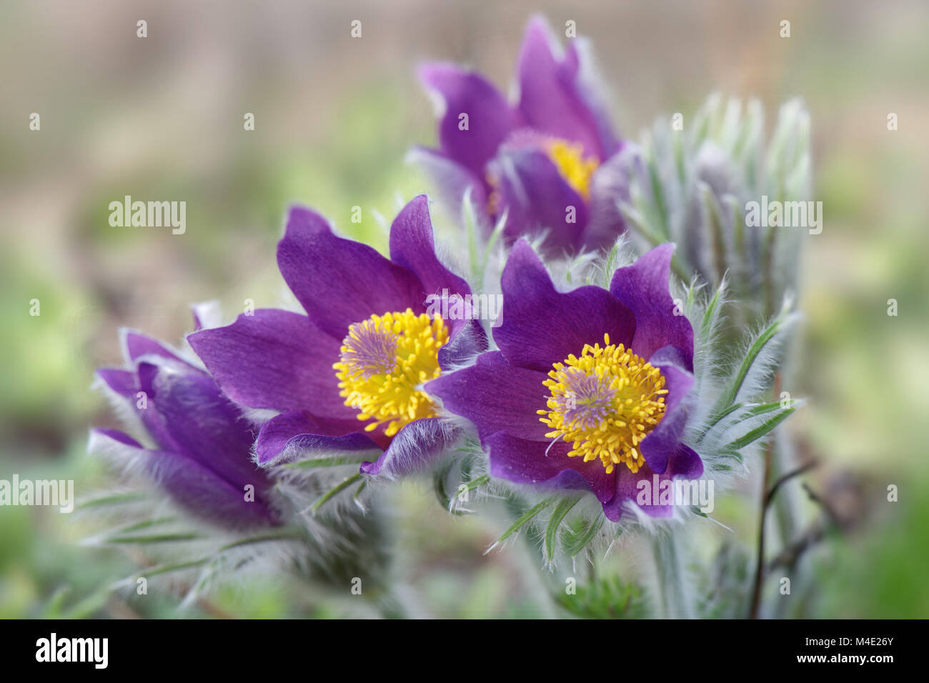 European purple pasque flower hi-res stock photography and images - Alamy