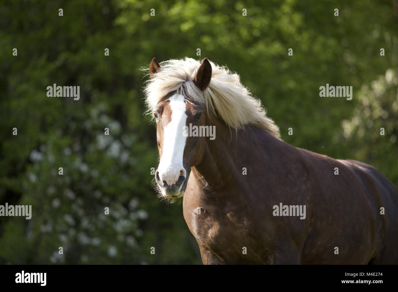 Draft Horse portrait Stock Photo - Alamy Draft Horse portrait Stock Photo - Alamy
