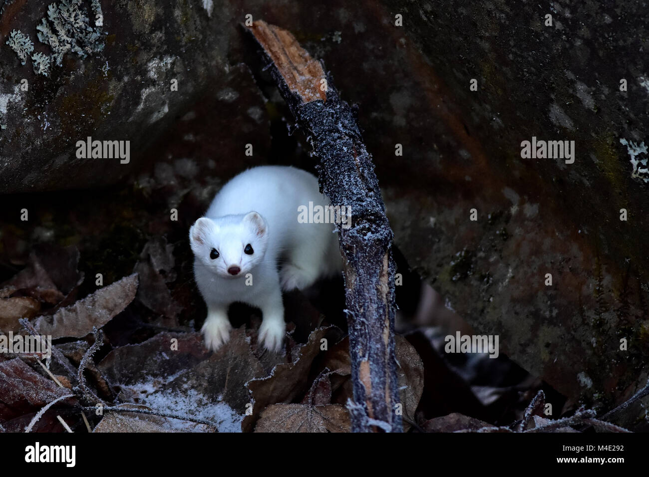 An Alaska ermine, also called a stoat or short-tailed weasel, shows off ...