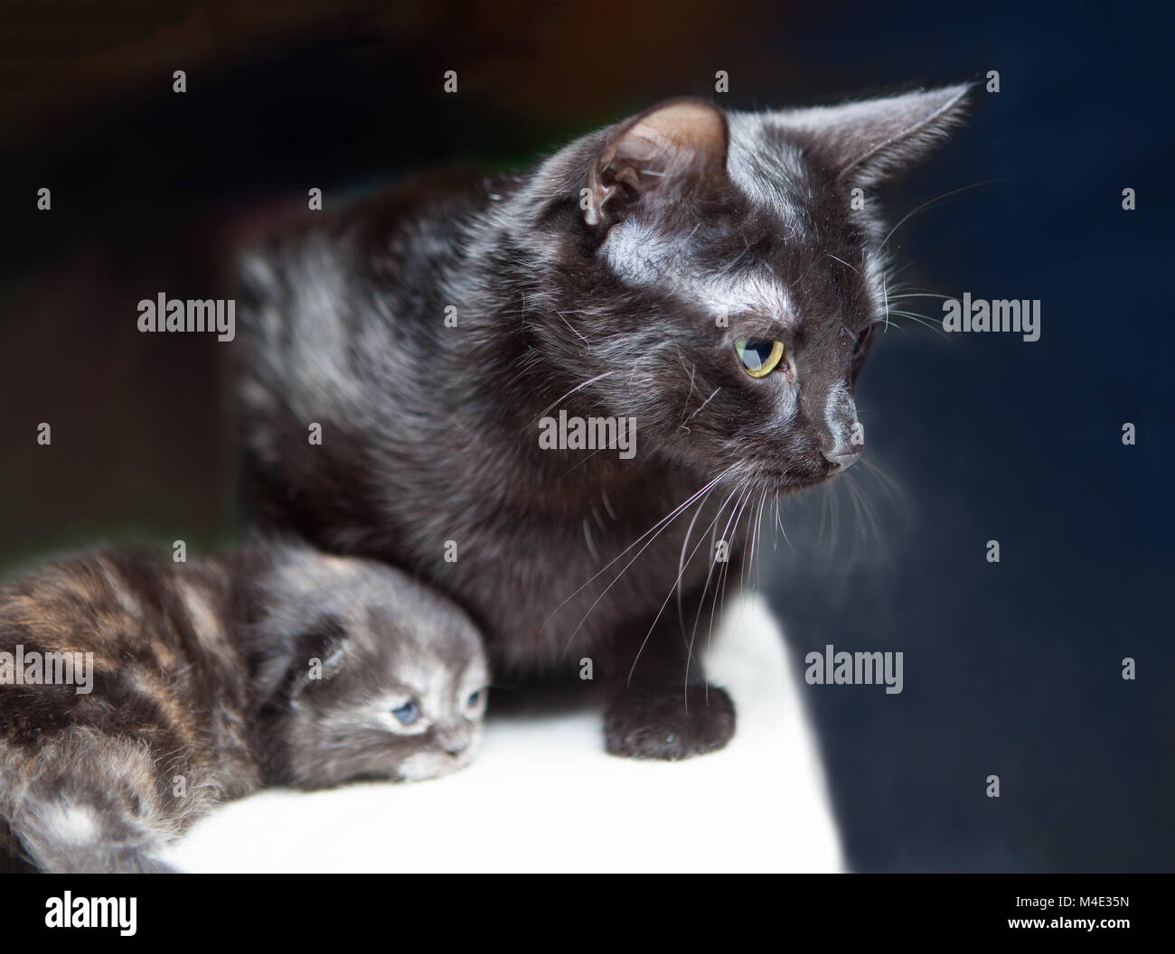 A cat with kitten Stock Photo - Alamy