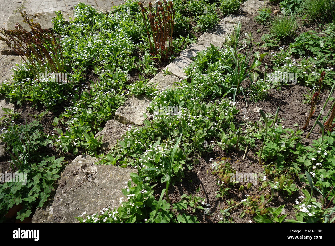 Brunnera macrophylla Alba, White Caucasian Forget Me Not Stock Photo ...