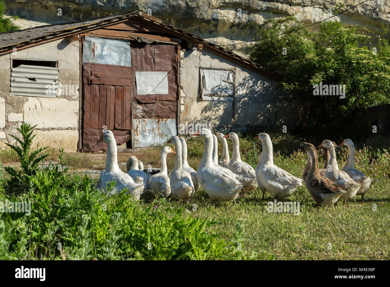 Barn and geese hi-res stock photography and images - Alamy