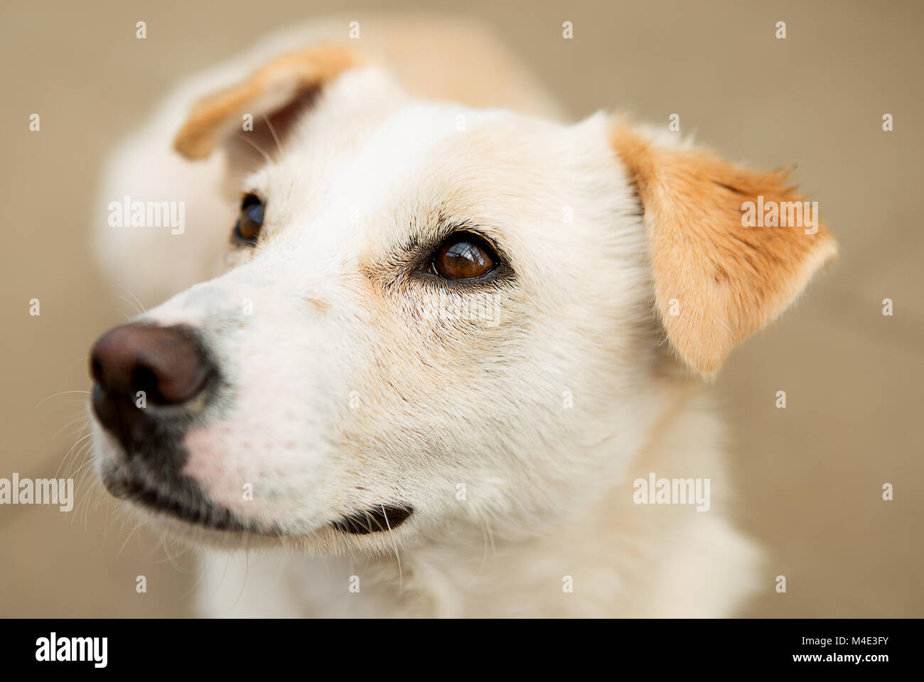Dog with scar hi-res stock photography and images - Alamy