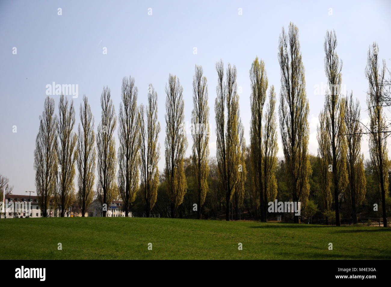 Populus nigra italica hi-res stock photography and images - Alamy