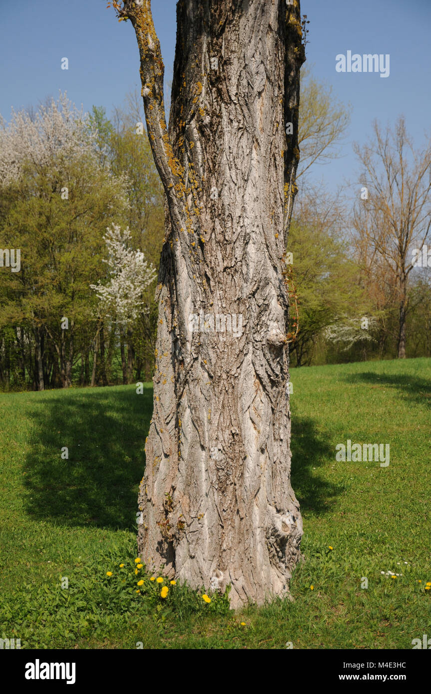 Populus Italica High Resolution Stock Photography and Images - Alamy