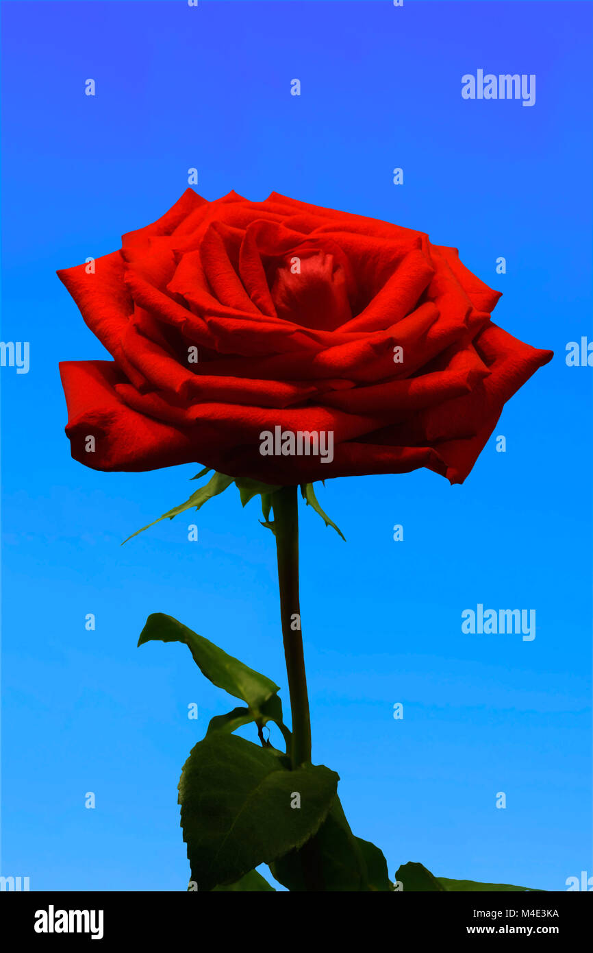 Red rose on a blue background Stock Photo - Alamy