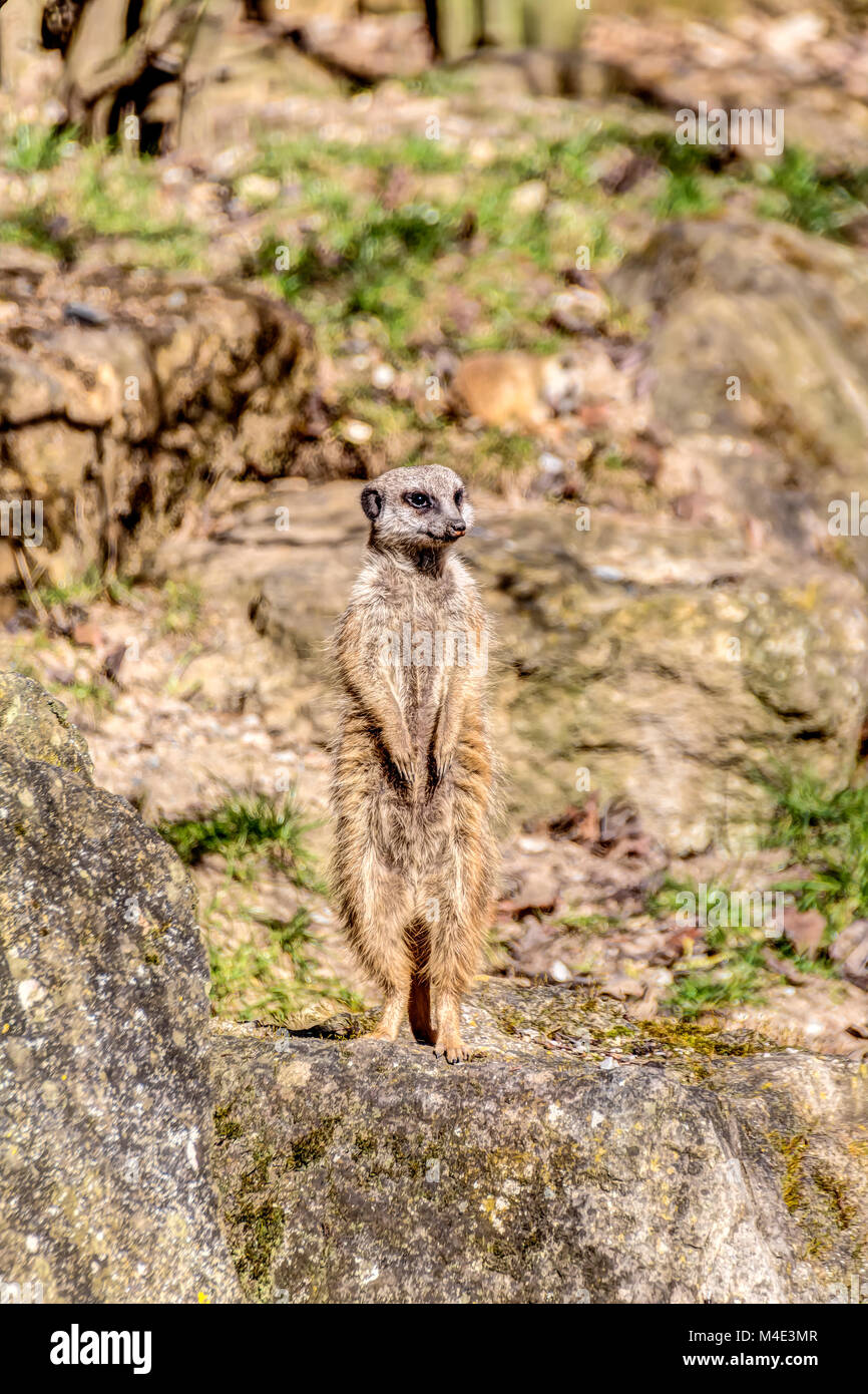 Meerkat is watching around on a rock Stock Photo - Alamy