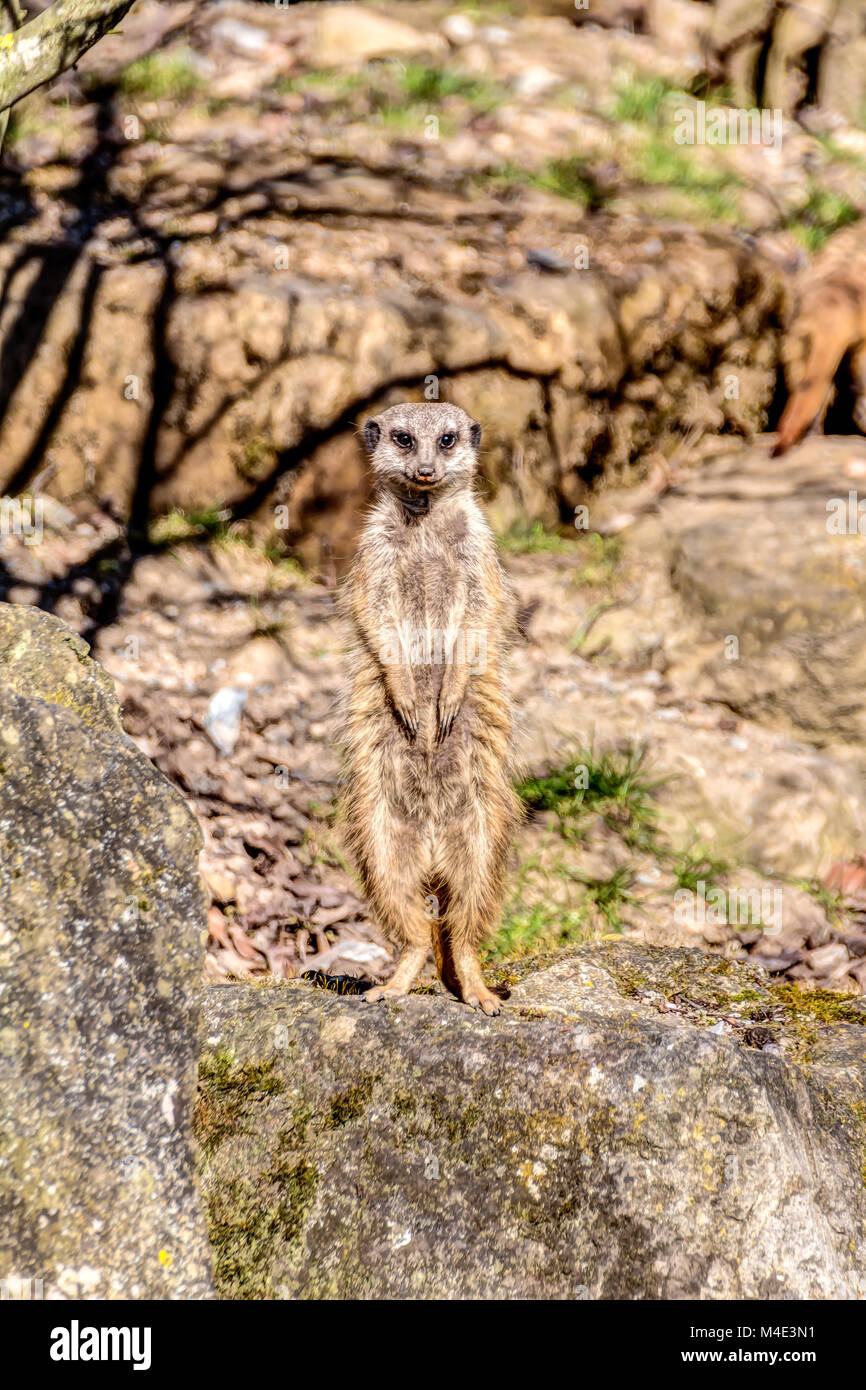 Meerkat is watching around on a rock Stock Photo - Alamy
