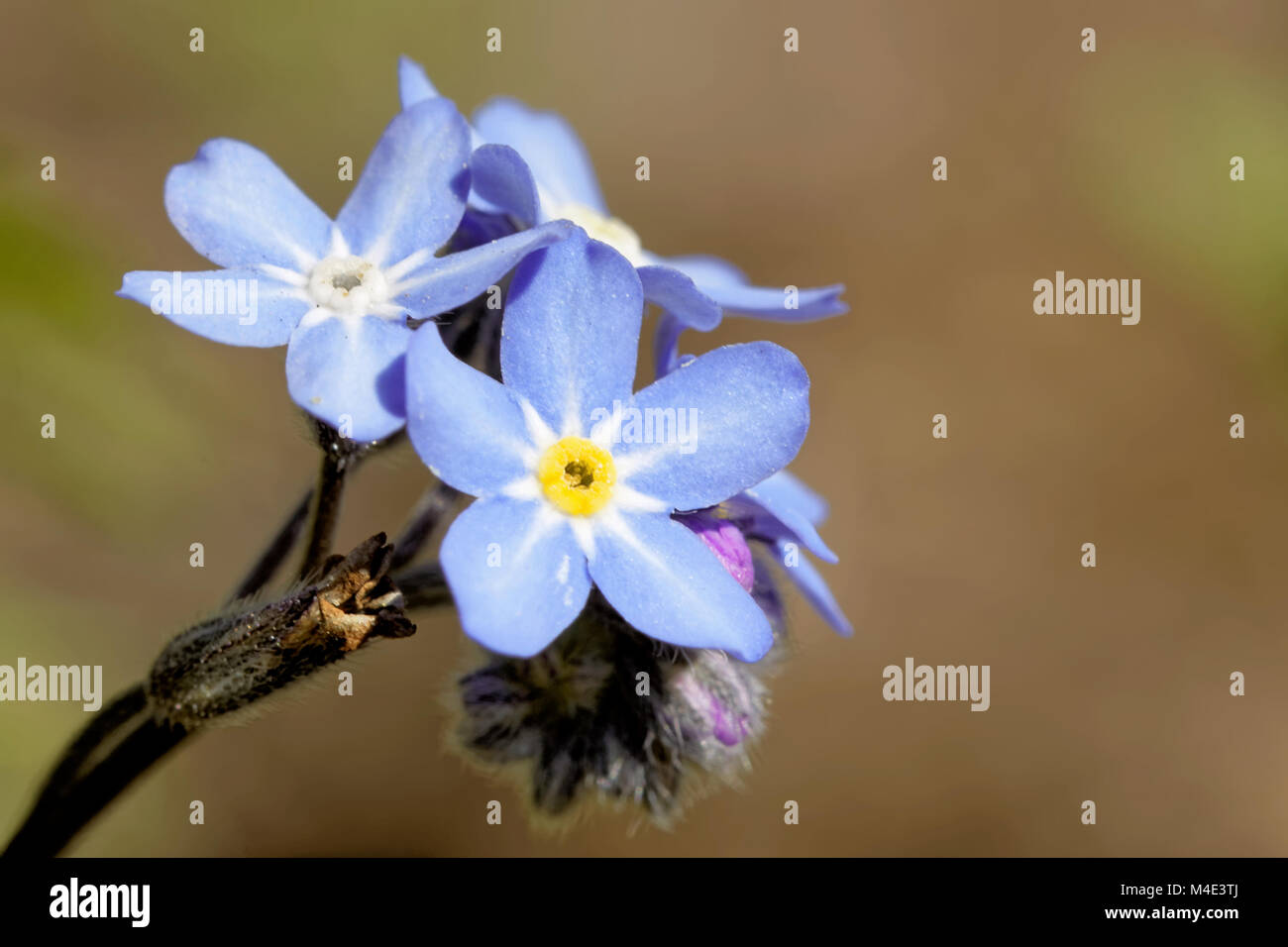 forget me not Stock Photo - Alamy