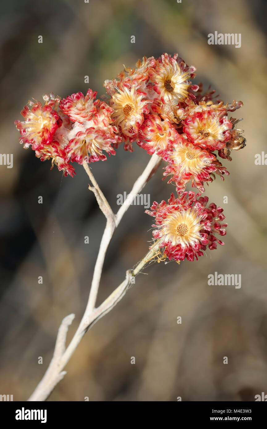 Israel flowers hi-res stock photography and images - Alamy