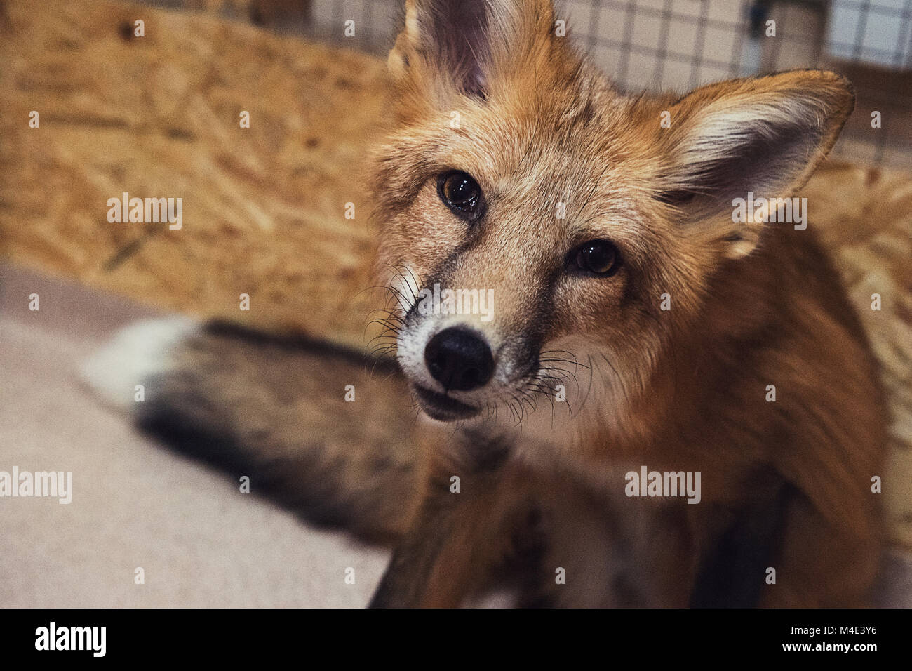 Beautiful red fox Stock Photo - Alamy