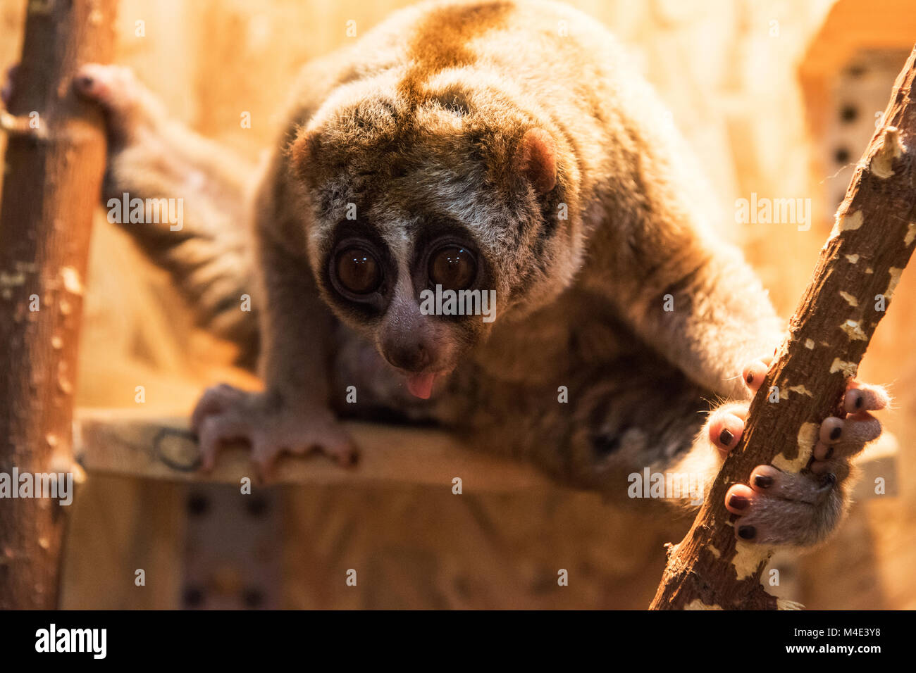 The beautiful slow loris Stock Photo - Alamy