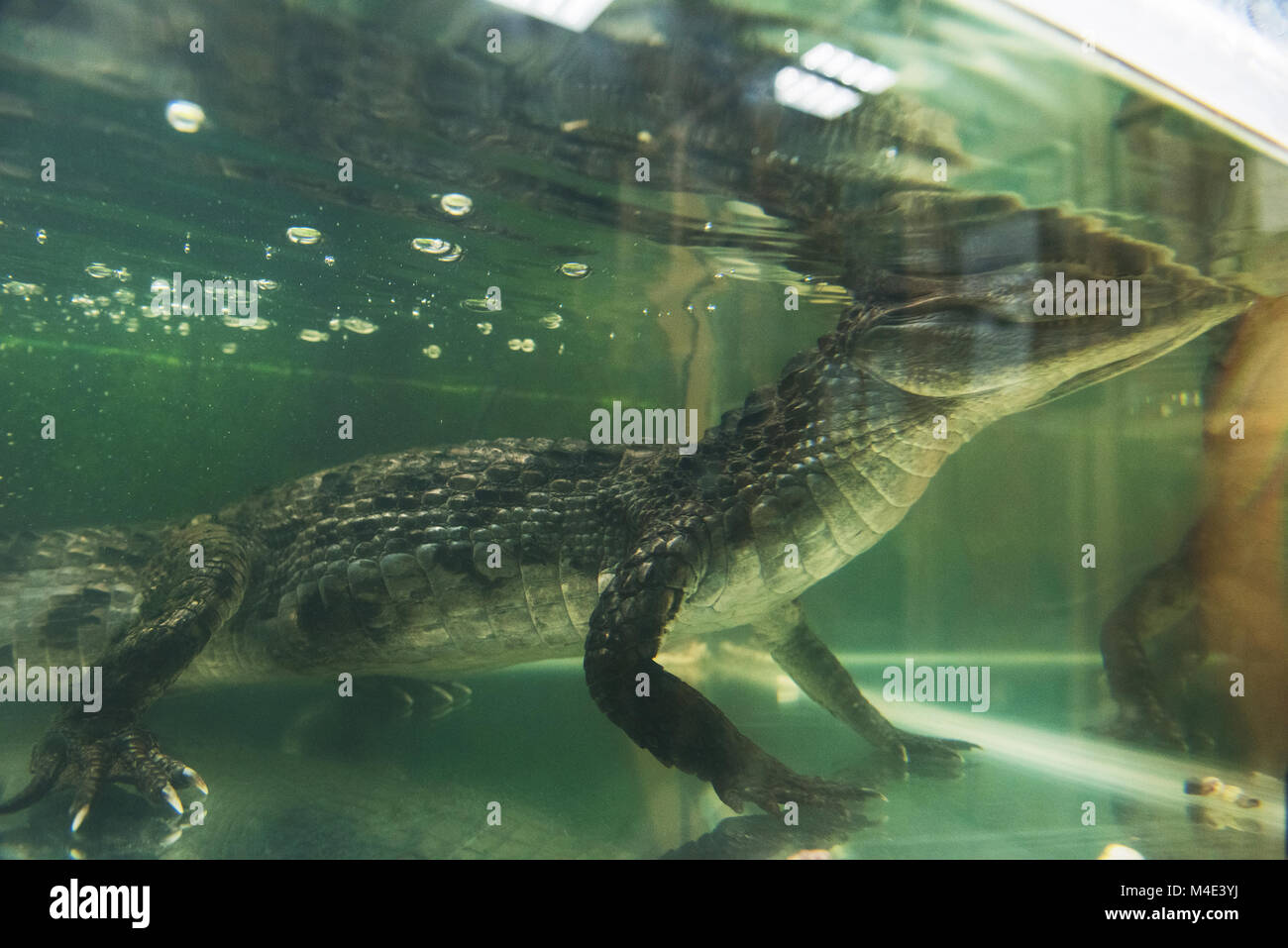 Beautiful caiman crocodile Stock Photo - Alamy