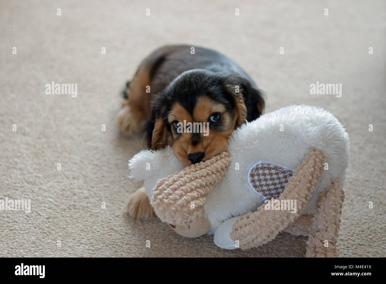 Old english cocker spaniel hi-res stock photography and images - Alamy