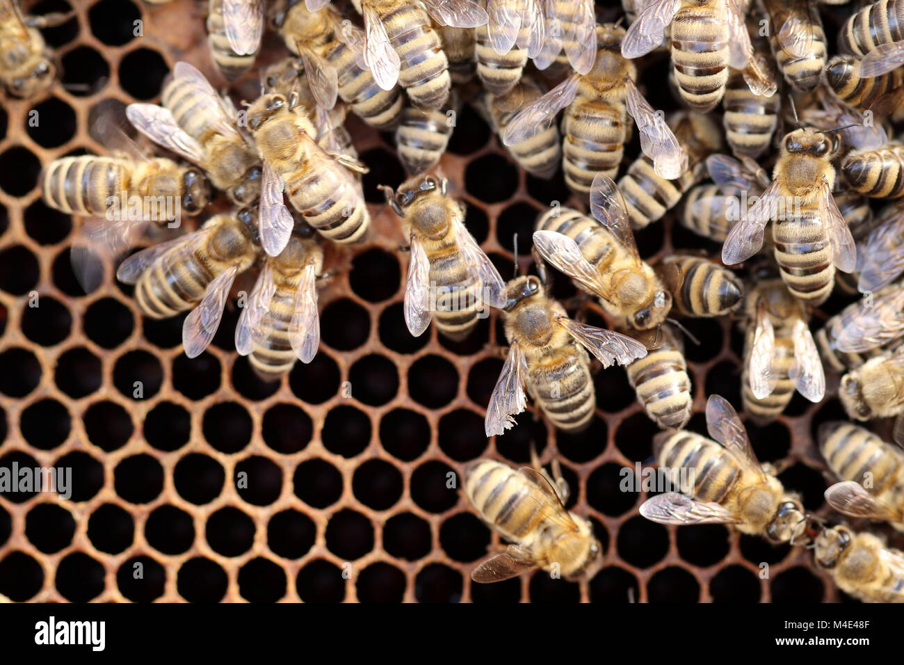 detail of many honey bees Stock Photo - Alamy