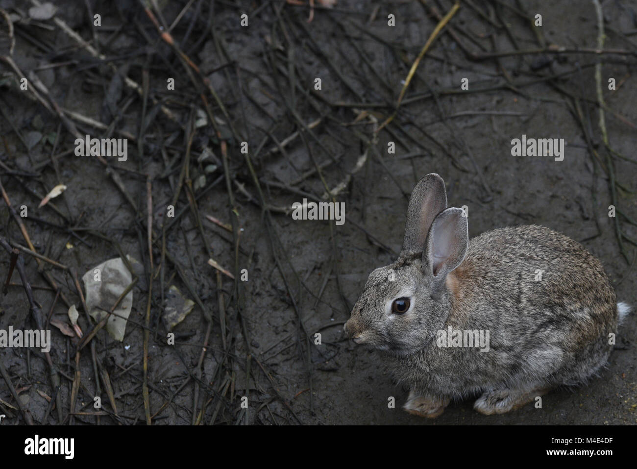 Madrid, Spain. 15th Feb, 2018. A rabbit pictured at Casa de Campo park ...