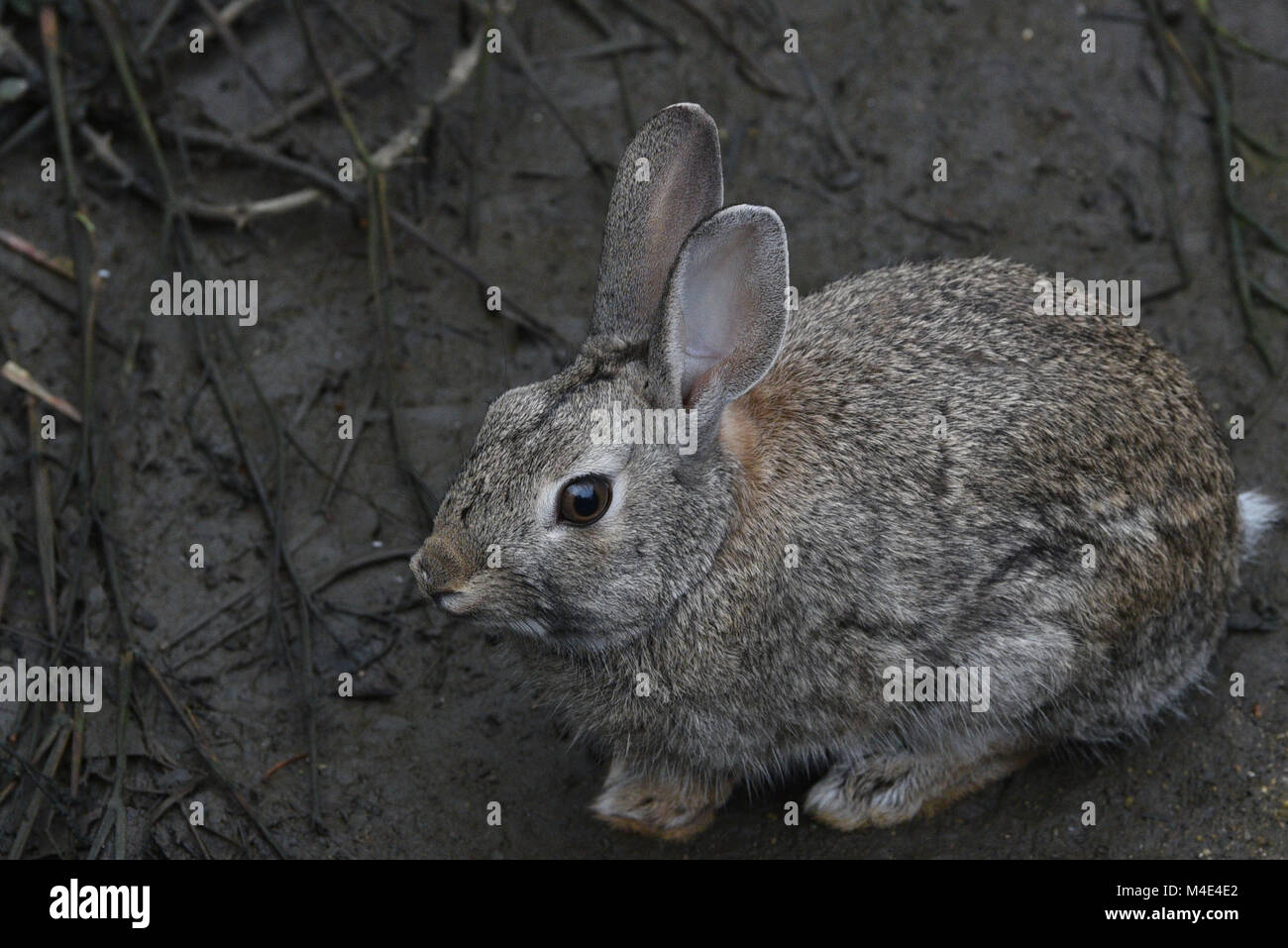Madrid, Spain. 15th Feb, 2018. A rabbit pictured at Casa de Campo park ...