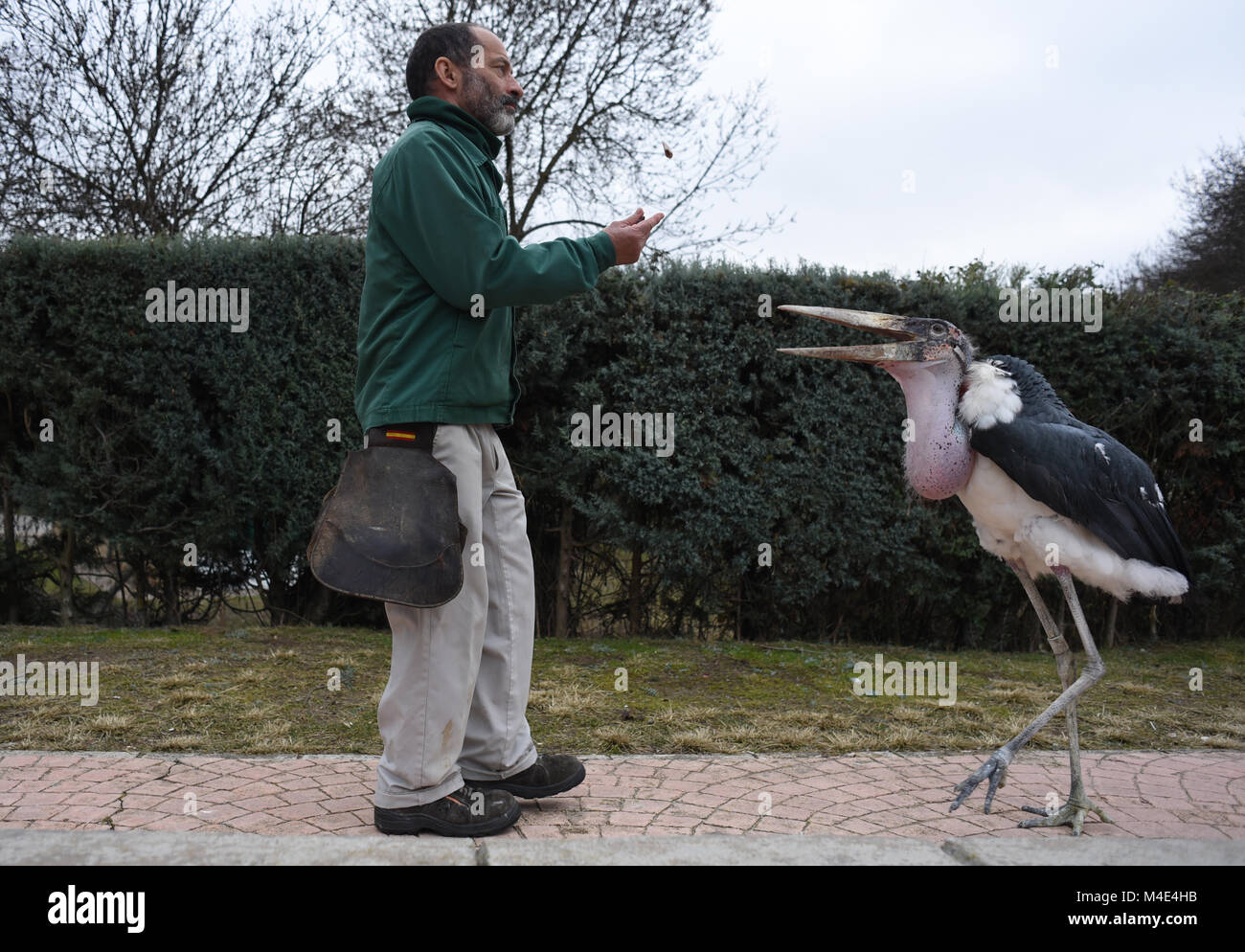 Marabou Stork Size