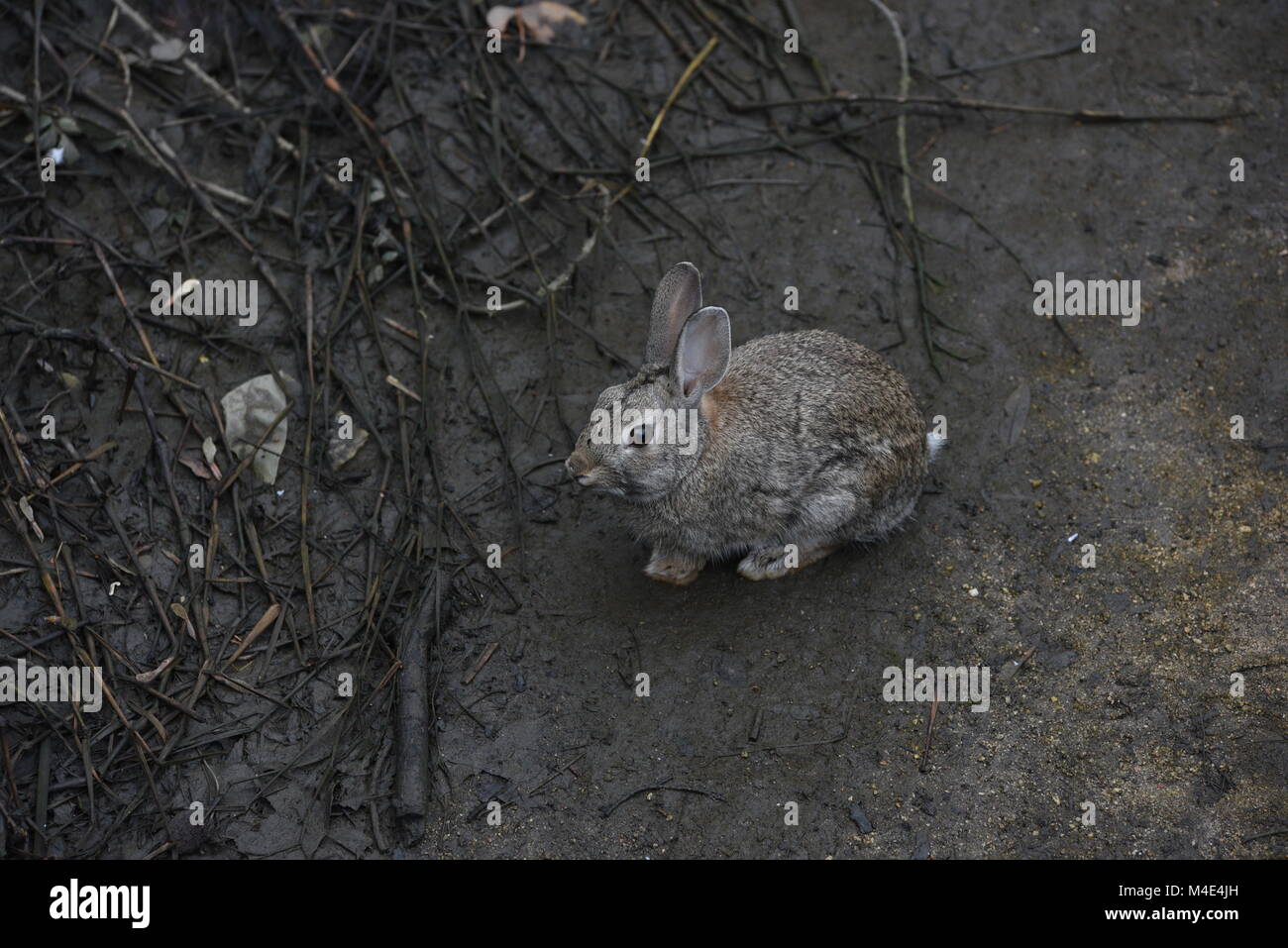 Madrid, Spain. 15th Feb, 2018. A rabbit pictured at Casa de Campo park ...