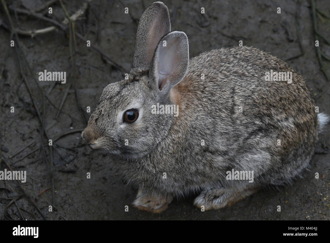 Madrid, Spain. 15th Feb, 2018. A rabbit pictured at Casa de Campo park ...