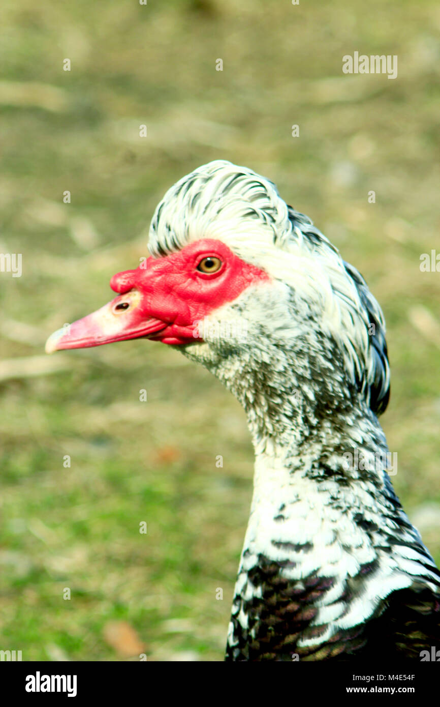 Muscovy duck the head with bright red color Stock Photo - Alamy