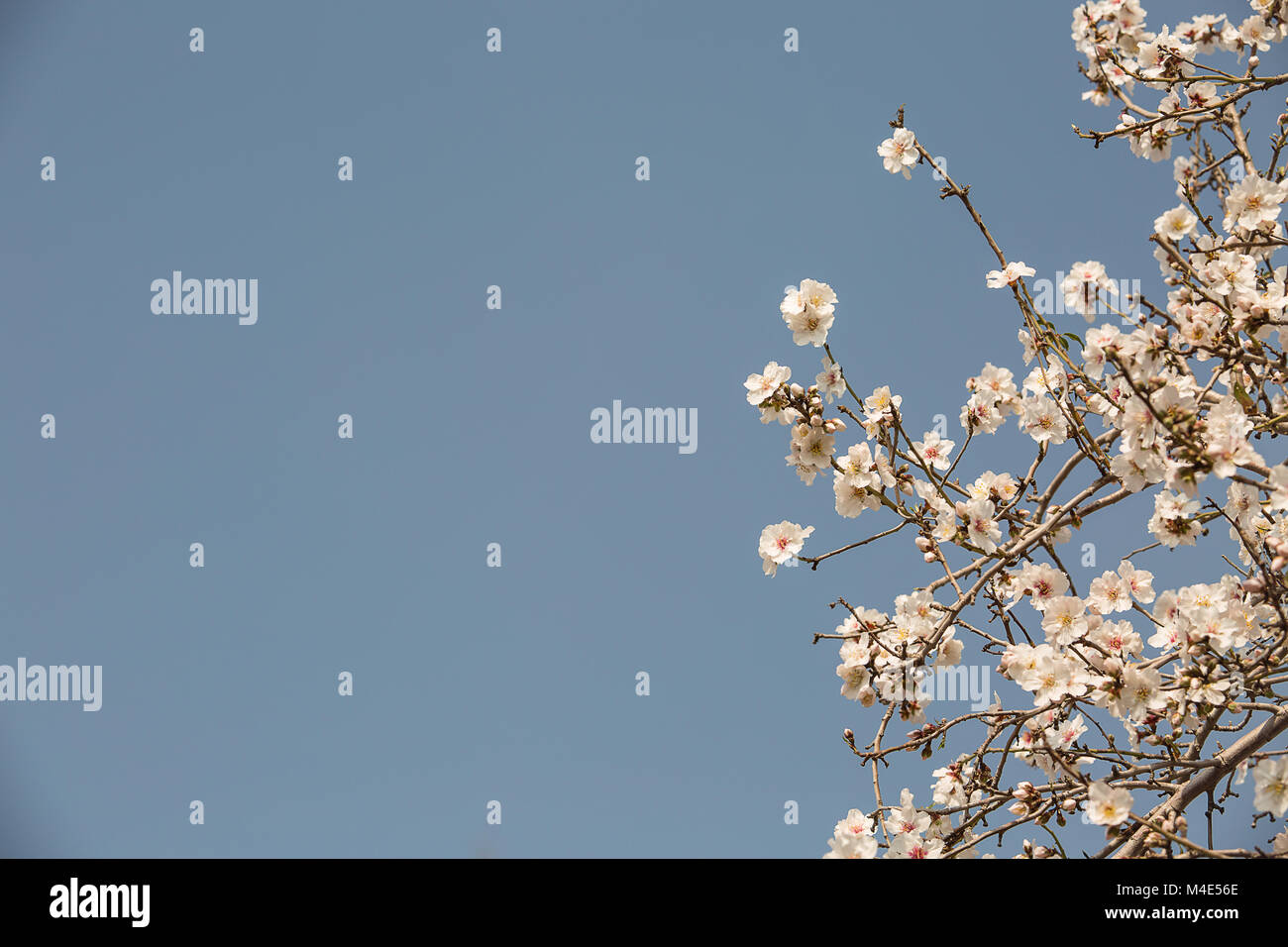 Flower trees hi-res stock photography and images - Alamy