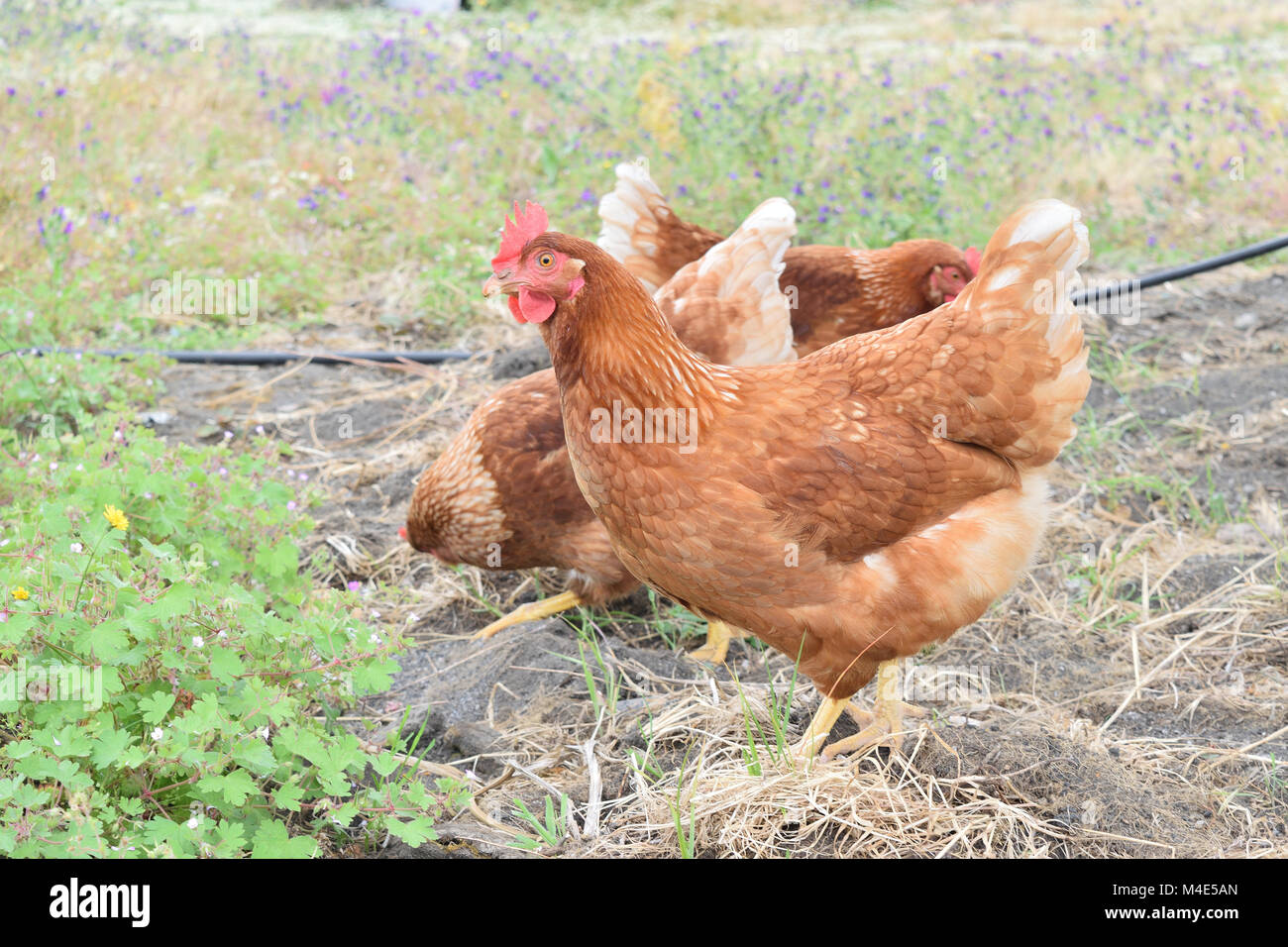 Young hunting chickens free in the farmyard Stock Photo - Alamy