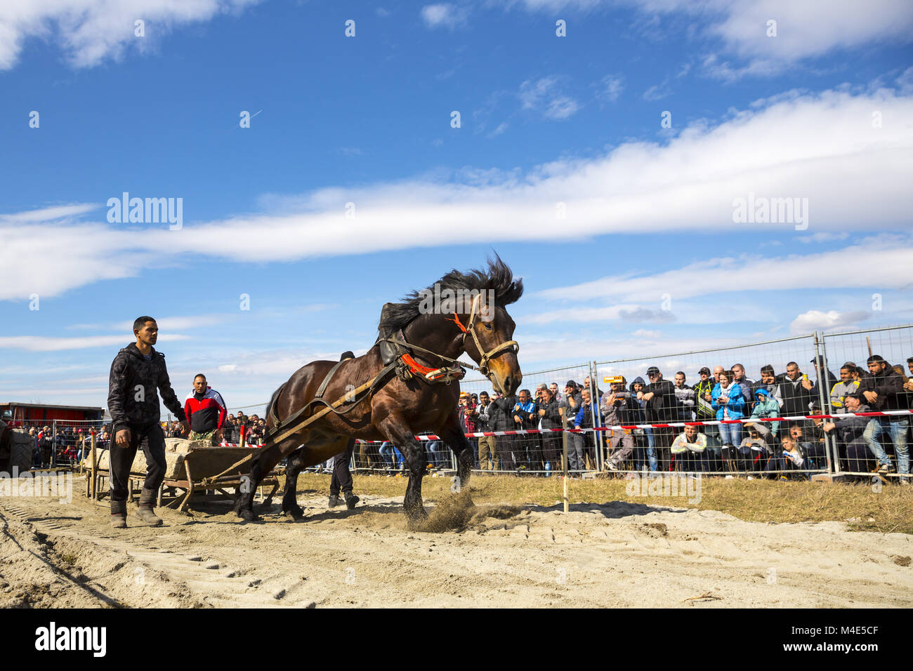 Horse heavy pull tournament Stock Photo - Alamy
