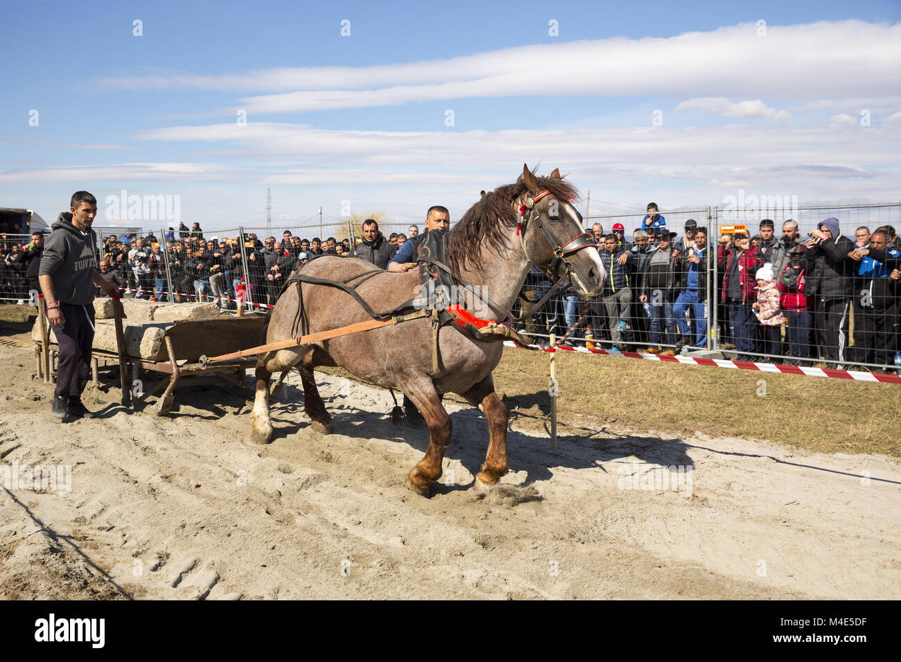 Horse heavy pull tournament Stock Photo - Alamy