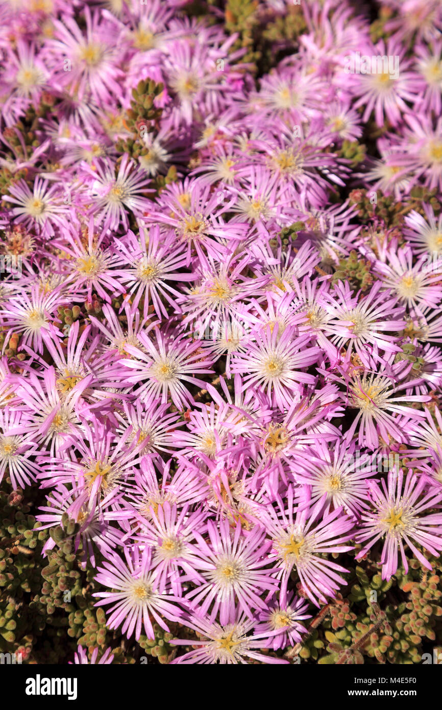 Succulent ice plant hi-res stock photography and images - Alamy