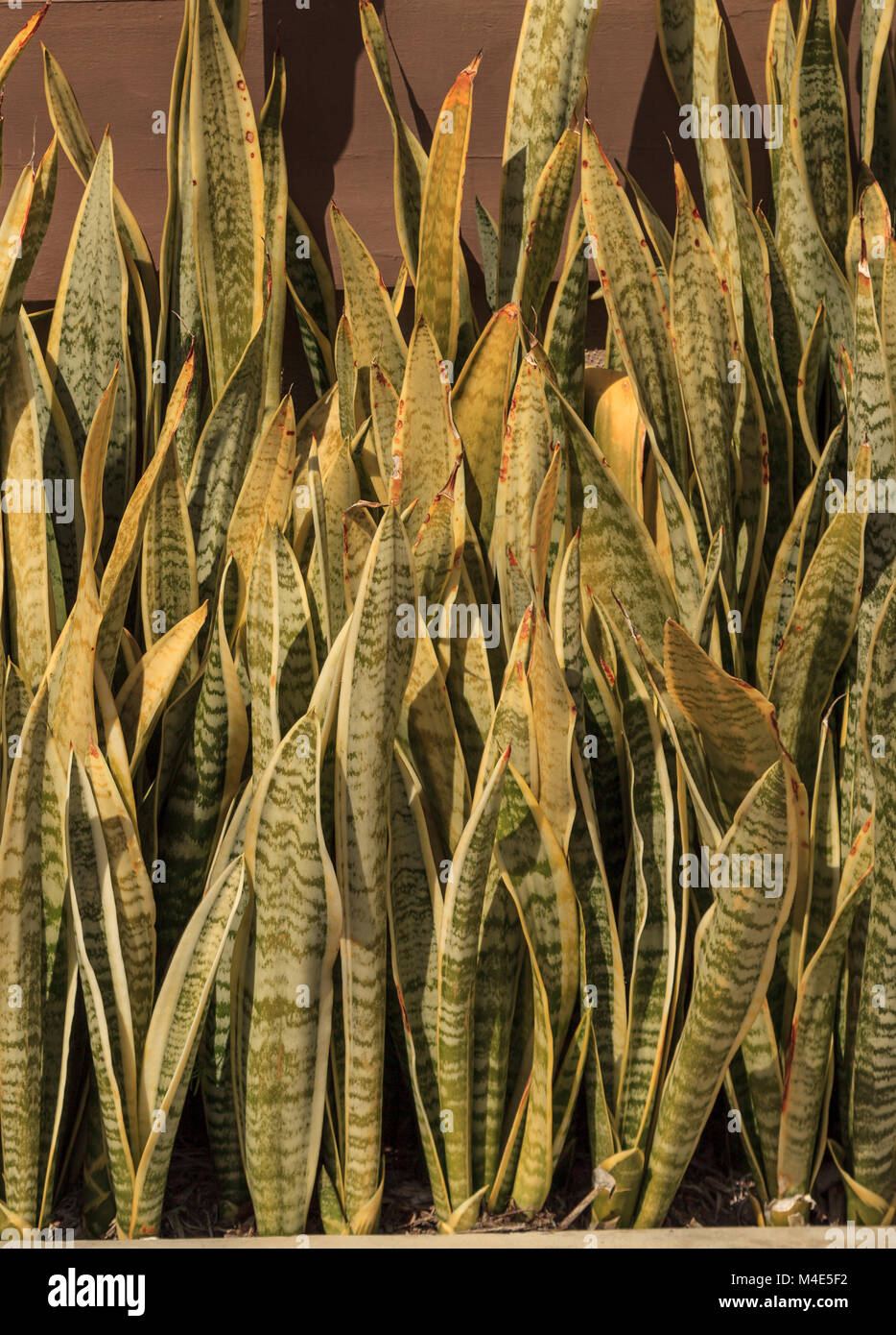 Tall green leaf background texture against a wall Stock Photo - Alamy Tall green leaf background texture against a wall Stock Photo - Alamy